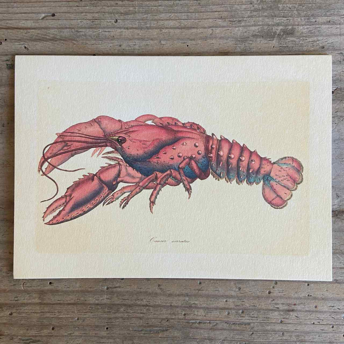 Lobster Vintage Greeting Card – Closet & Botts