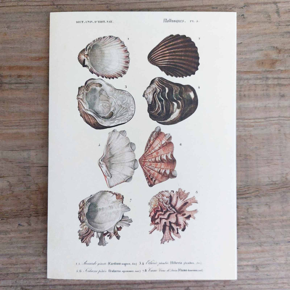 Sea Shells - Vintage Greeting Card – Closet & Botts