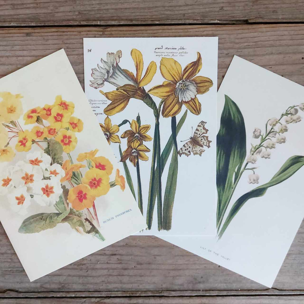 Vintage Flower Postcard – Closet & Botts