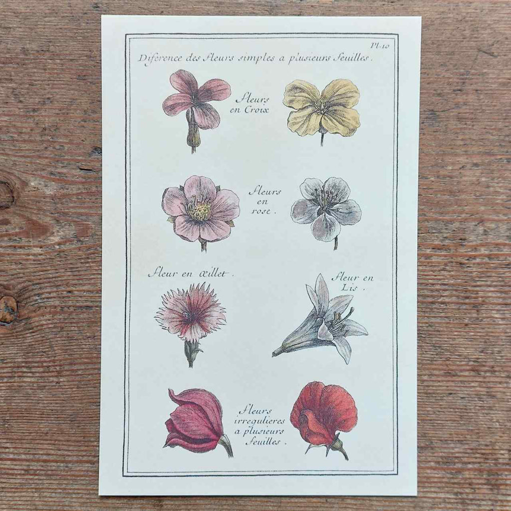 Vintage Flower Postcard | Closet & Botts